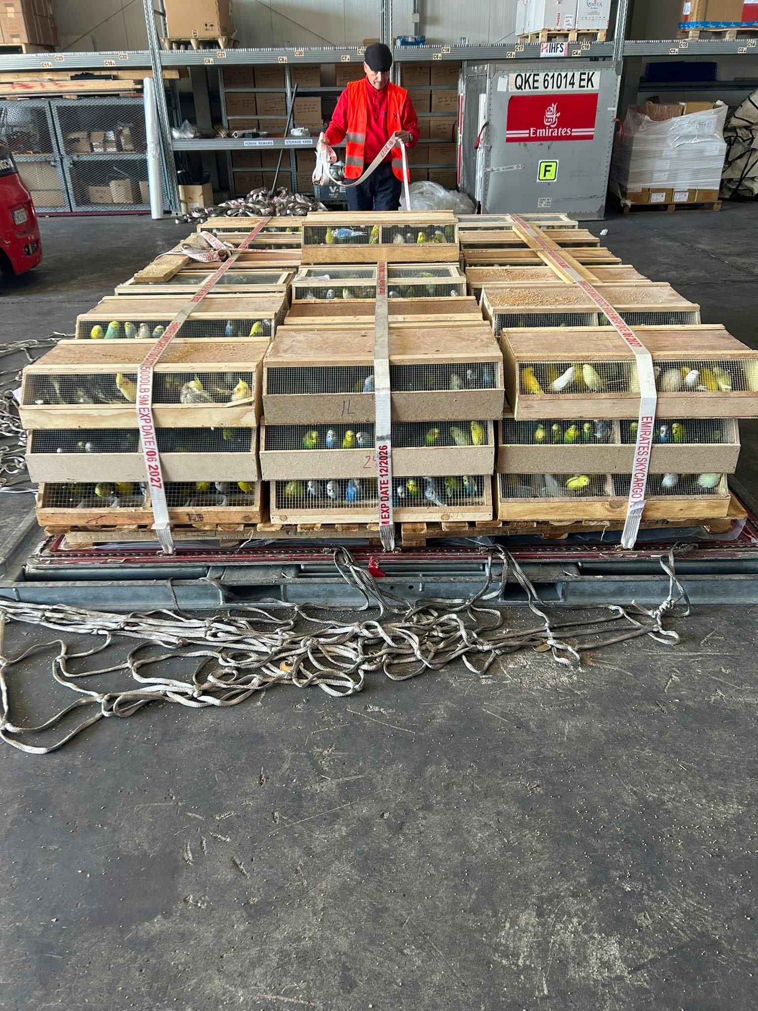 Just Birds Import & Export Malta – Buy exotic birds from the best bird ...