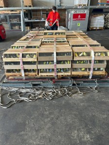 Just Birds Import & Export Malta – Buy exotic birds from the best bird ...