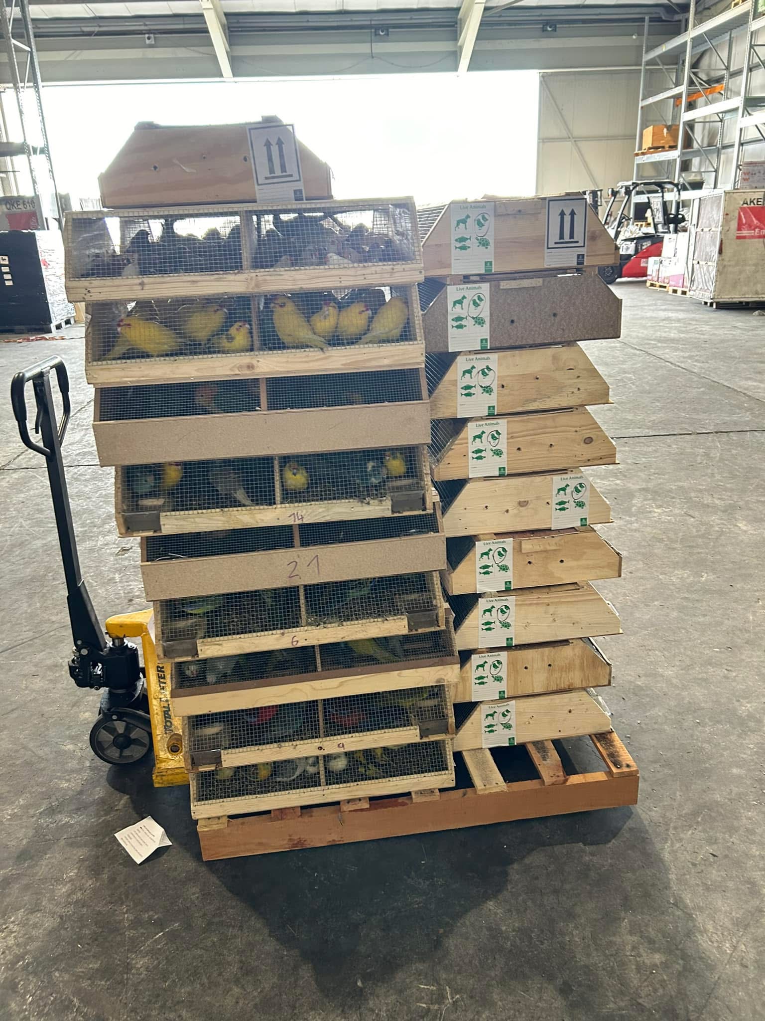 Just Birds Import & Export Malta – Buy exotic birds from the best bird ...