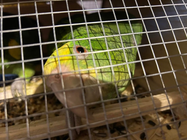 Just Birds Import & Export Malta – Buy exotic birds from the best bird ...