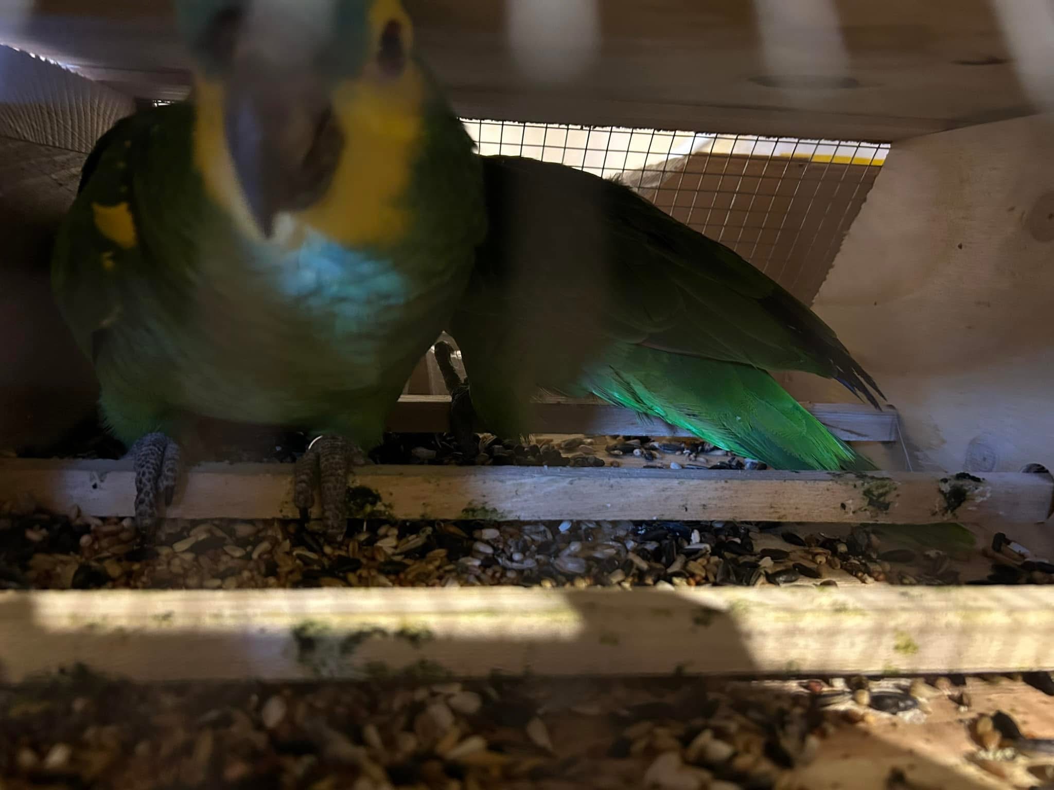 Just Birds Import & Export Malta – Buy exotic birds from the best bird ...