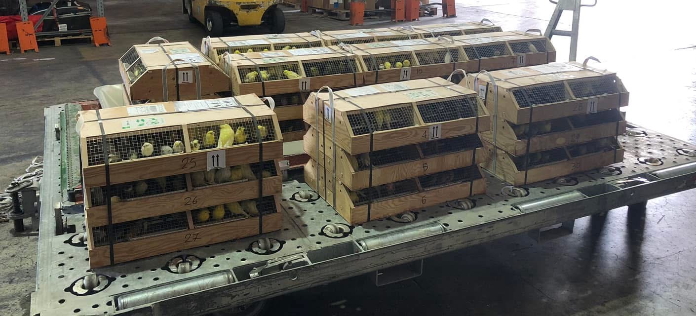 Just Birds Import & Export Malta – Buy exotic birds from the best bird ...