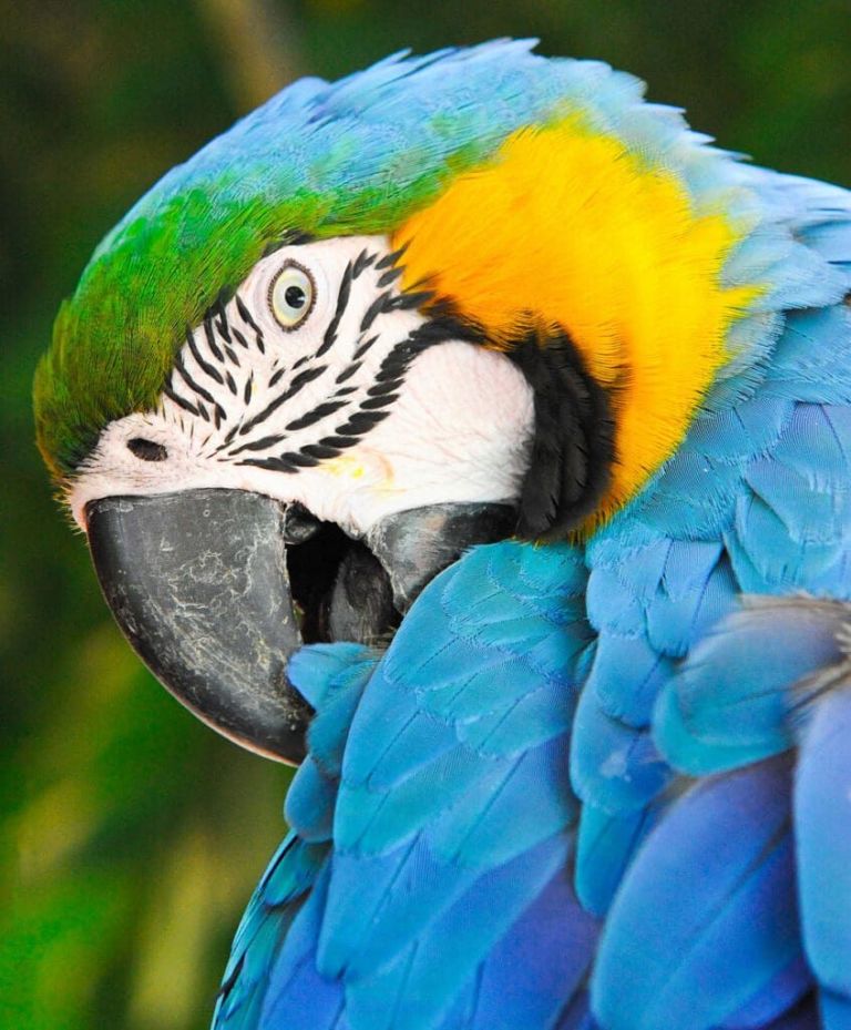 Just Birds Import & Export Malta – Buy exotic birds from the best bird ...