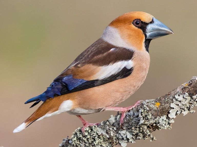 Just Birds Import & Export Malta – Buy exotic birds from the best bird ...