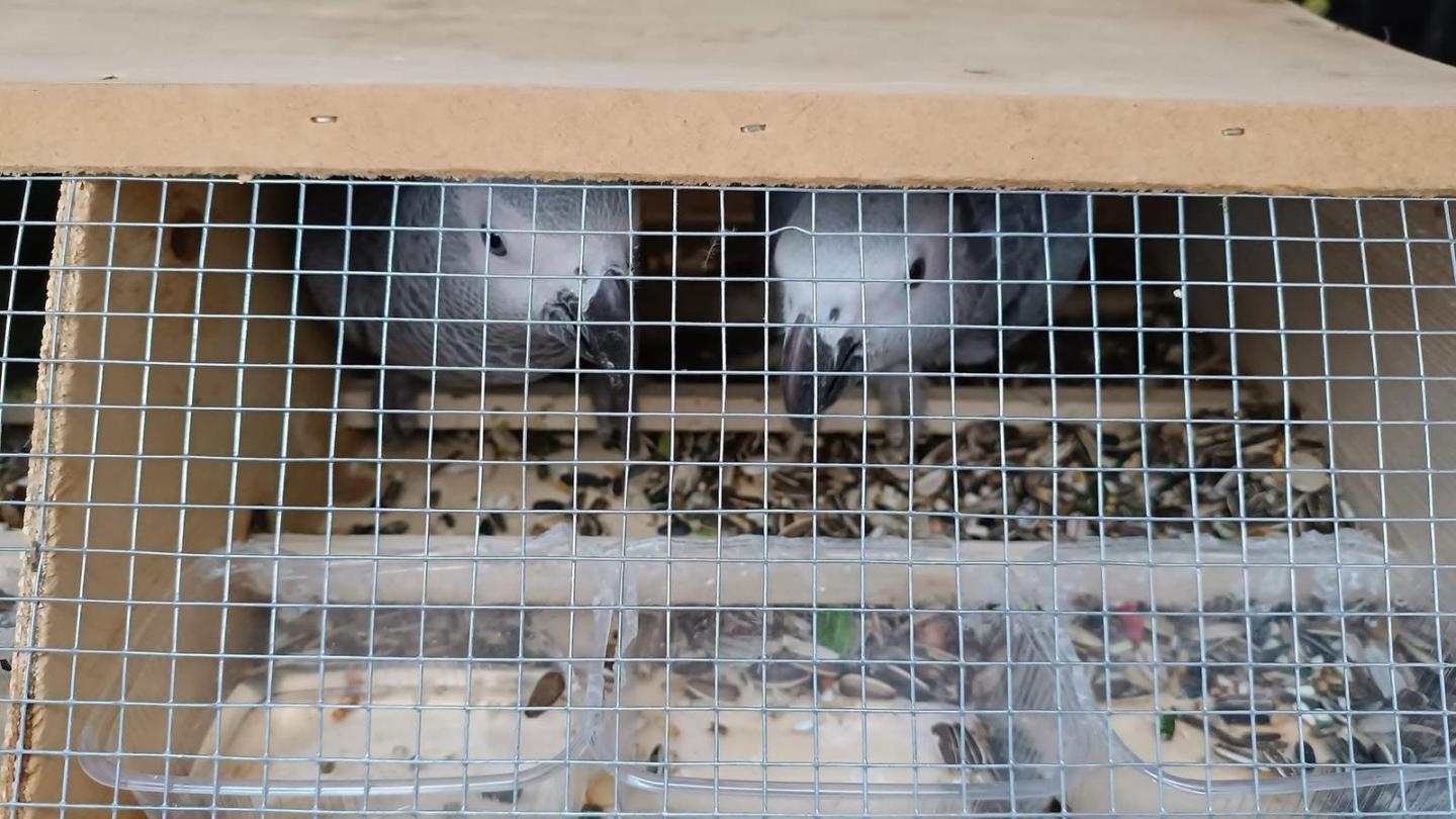 Just Birds Import & Export Malta – Buy exotic birds from the best bird ...
