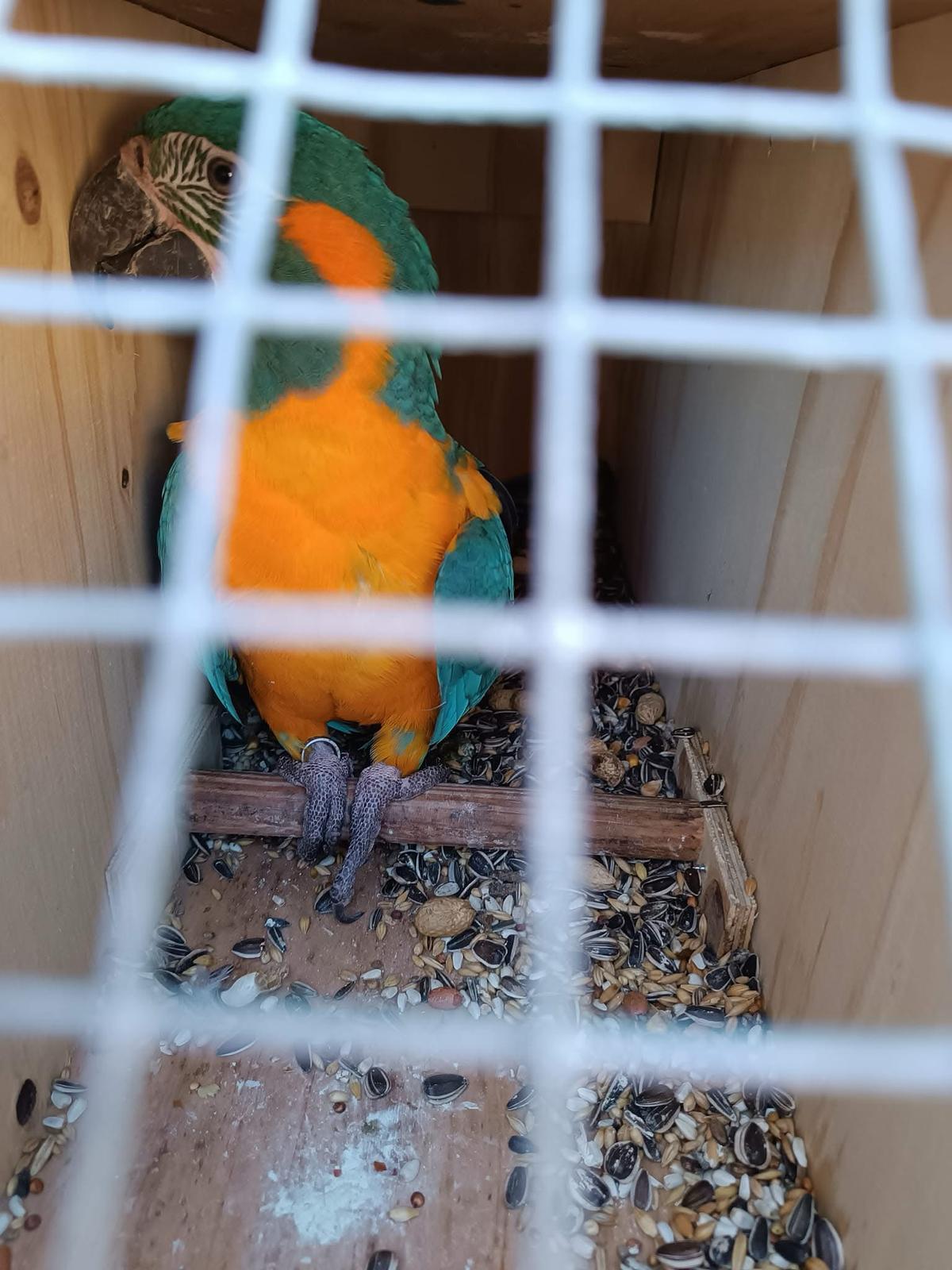 Just Birds Import & Export Malta – Buy exotic birds from the best bird ...